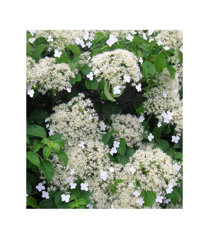 HYDRANGEA petiolaris / HORTENSIA GRIMPANT