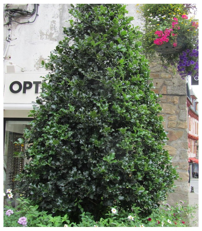 ILEX aquifolium / HOUX VERT (COMMUN)