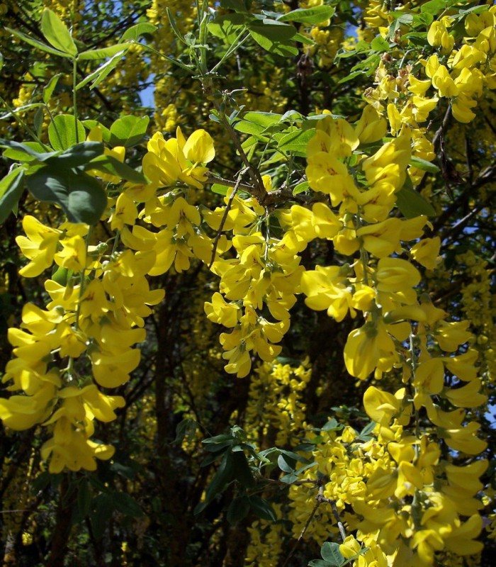 LABURNUM anagyroides / CYTISE