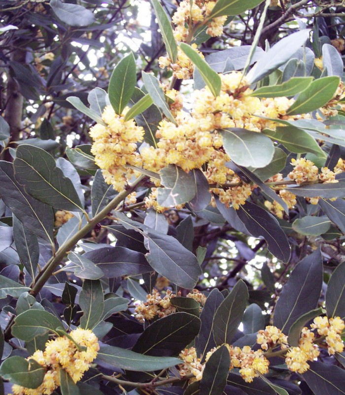 LAURUS nobilis / LAURIER SAUCE