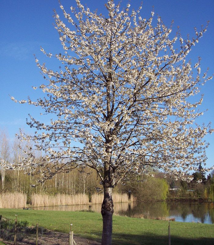 PRUNUS avium / MERISIER
