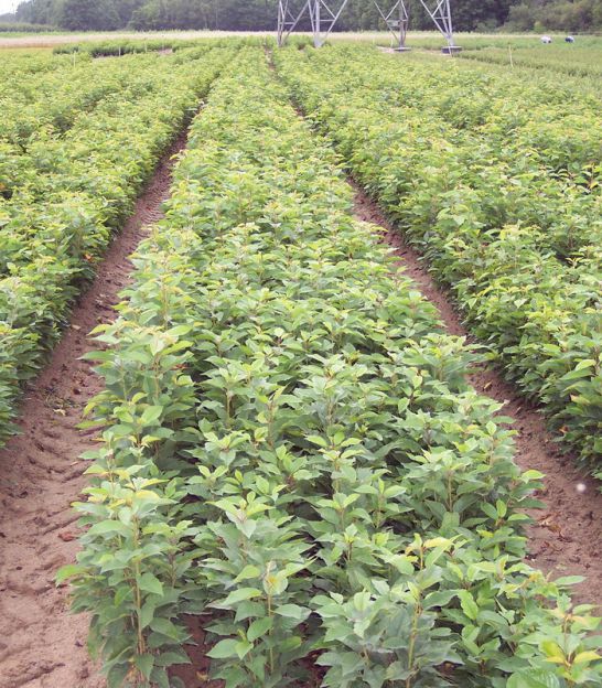 Plants forestiers - Pépinières Bauchery