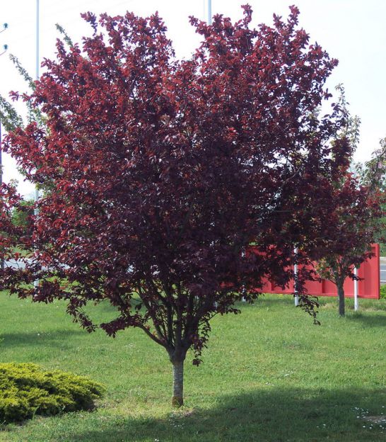 Prunus cerasifera - Pépinières Bauchery