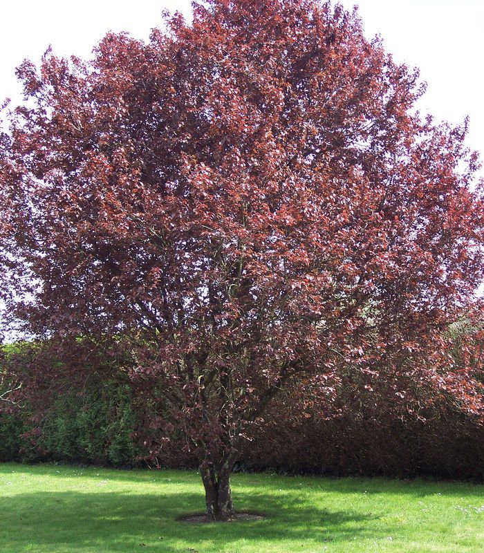 PRUNUS cerasifera Pissardii / PRUNIER PISSARD