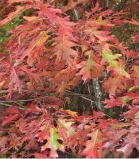 Quercus coccinea - Pépinières Bauchery