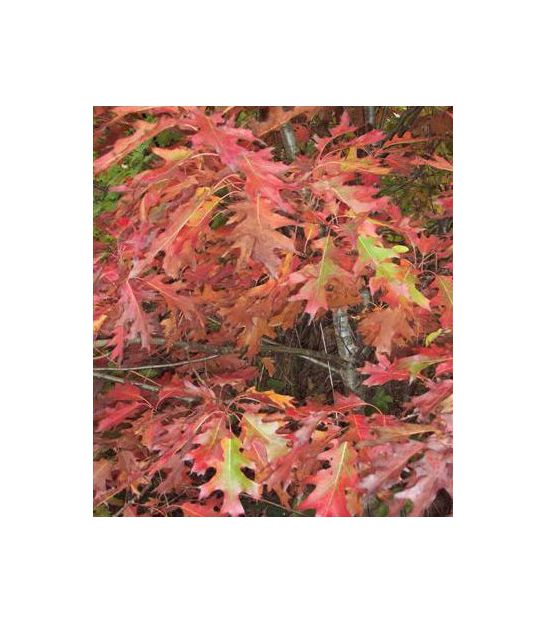 Quercus coccinea - Pépinières Bauchery