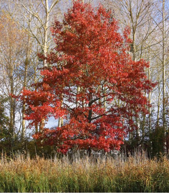 Quercus coccinea - Pépinières Bauchery