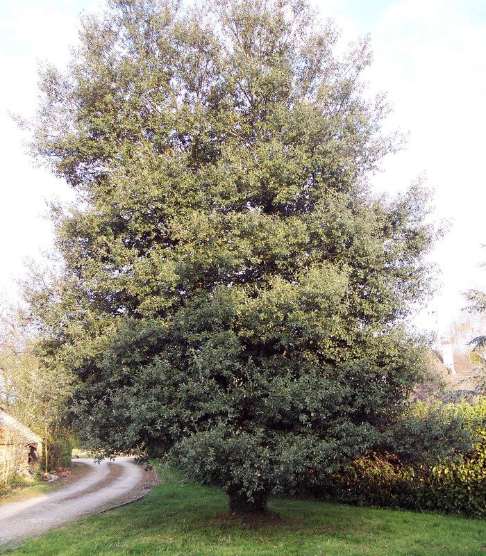 QUERCUS ilex / CHENE VERT