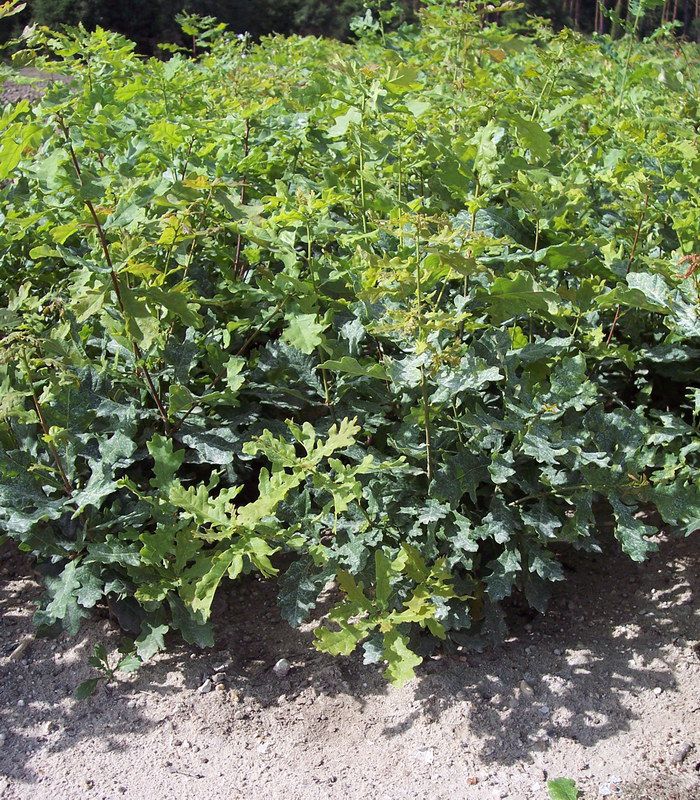 QUERCUS petraea / CHENE ROUVRE, SESSILE