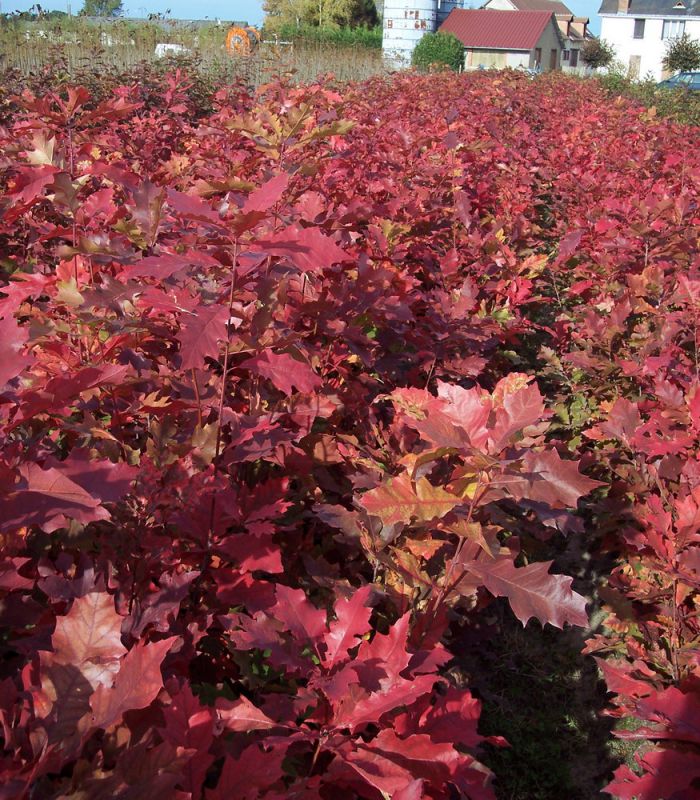 QUERCUS rubra / CHENE ROUGE D'AMERIQUE