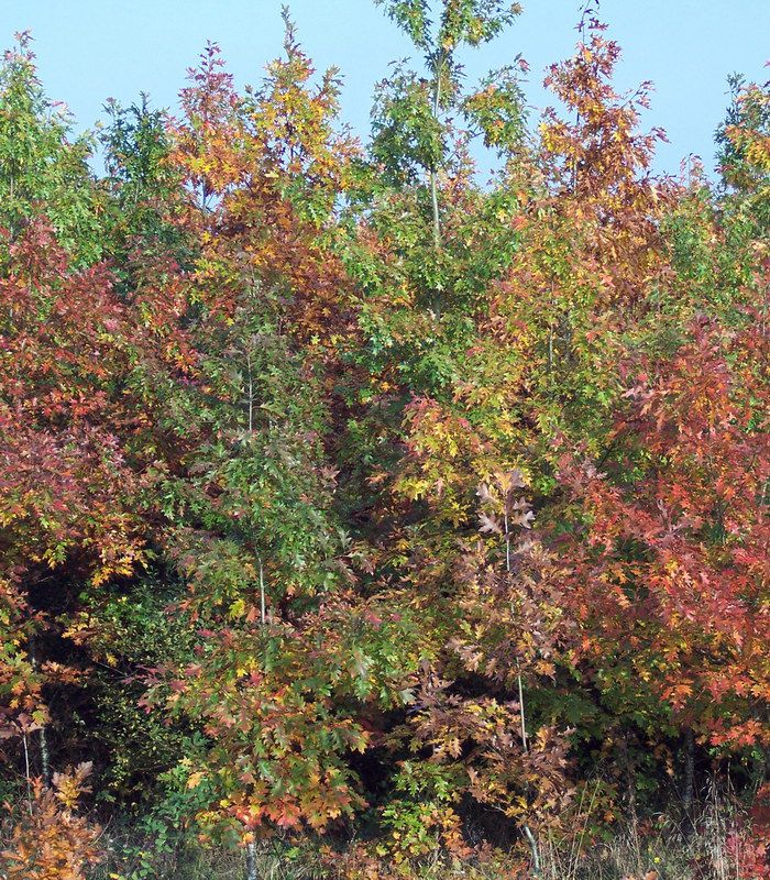 QUERCUS rubra / CHENE ROUGE D'AMERIQUE