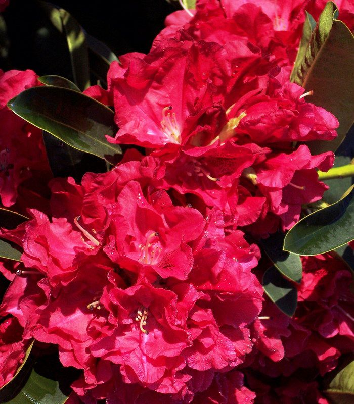 RHODODENDRON rouge