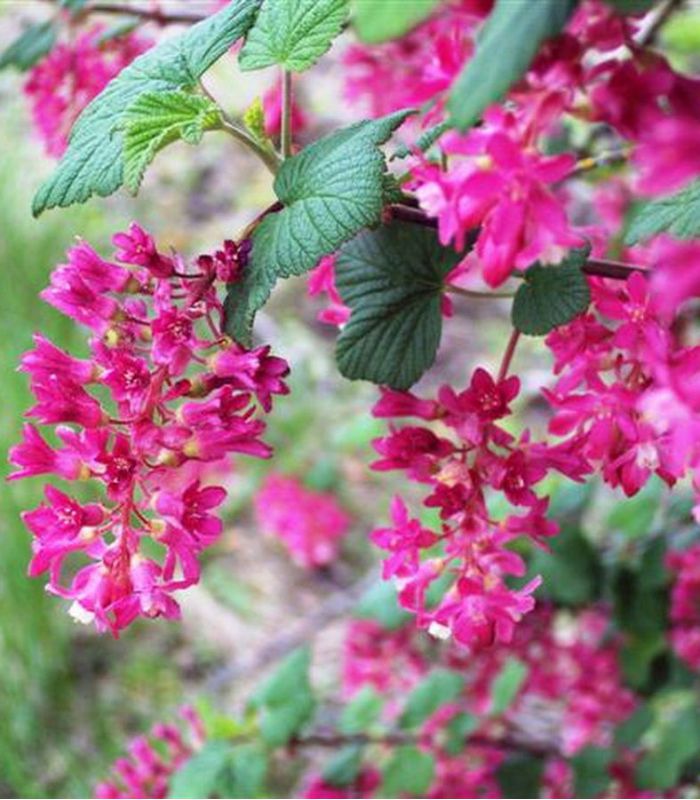 RIBES sanguineum / GROSEILLIER A FLEURS