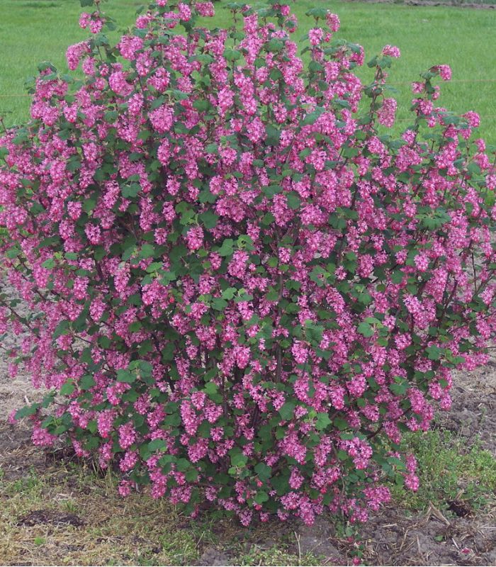 RIBES sanguineum / GROSEILLIER A FLEURS