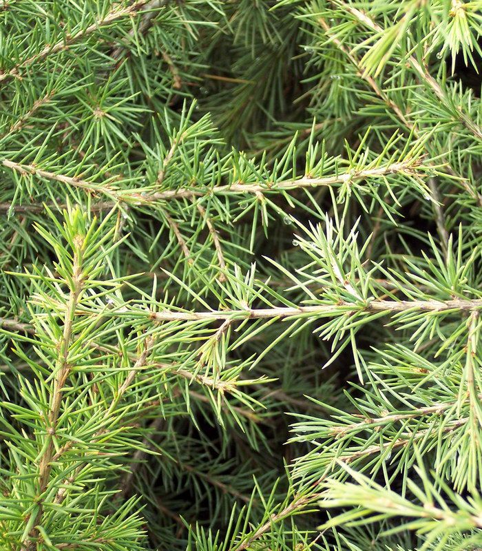 CEDRUS atlantica / CEDRE DE L'ATLAS