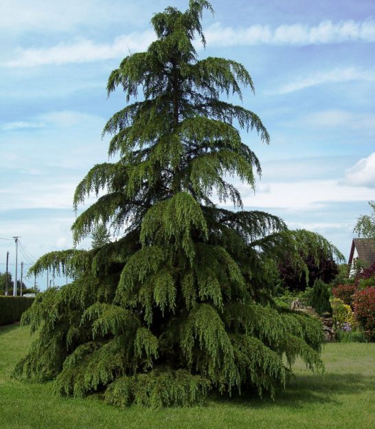 Producteur de conifères - Cèdres - Pépinières Bauchery