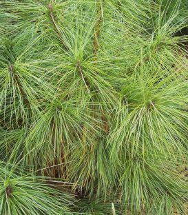 Pinus Wallichiana / Pin de L'Himalaya