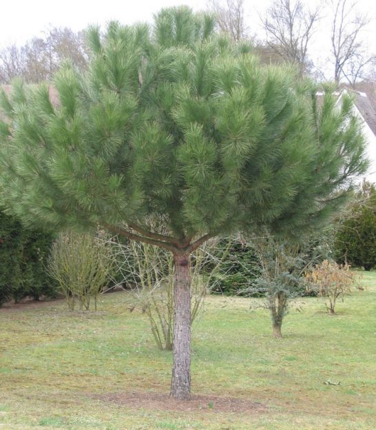 Producteur de conifères - Pins - Pépinières Bauchery