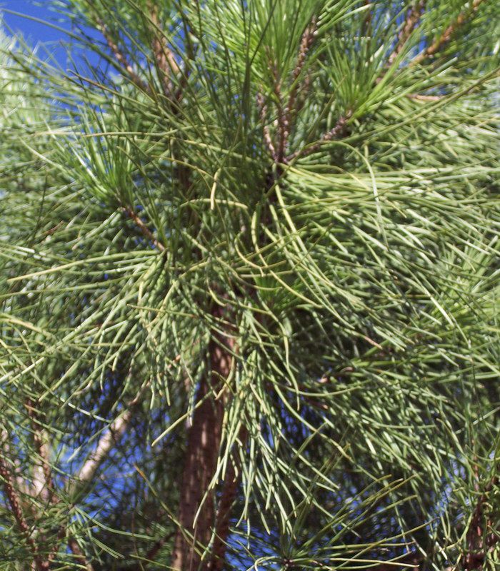 PINUS pinea / PIN PARASOL