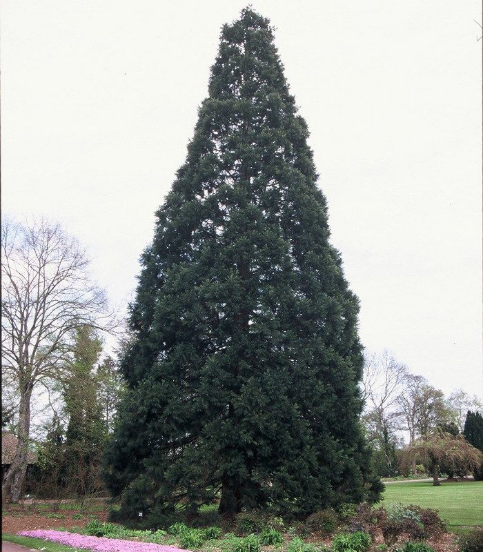 SEQUOIADENDRON giganteum / SEQUOIA GEANT