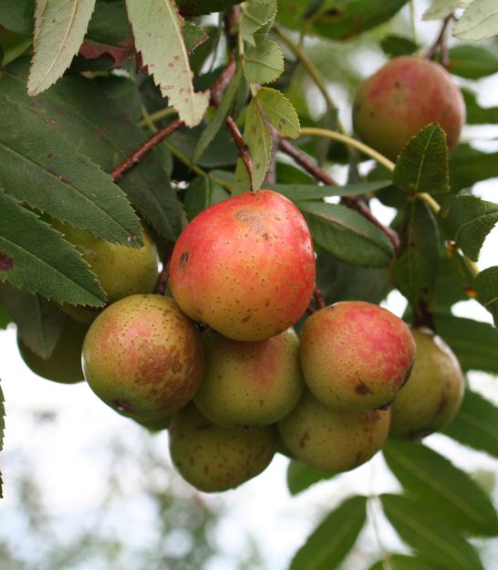 Sorbus domestica - Pépinières Bauchery