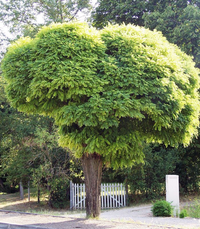 ROBINIA pseudoacacia Frisia / ACACIA DORE