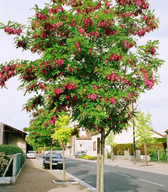 Robinia - Pépinières Bauchery