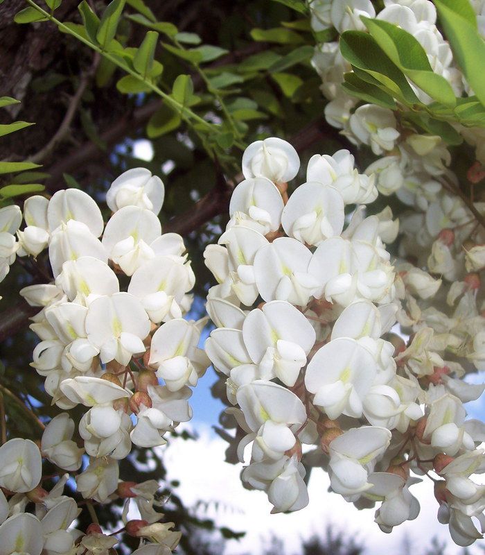 ROBINIA pseudoacacia / ACACIA COMMUN