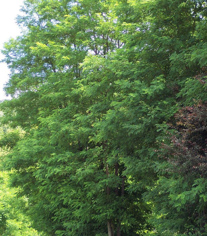 ROBINIA pseudoacacia / ACACIA COMMUN