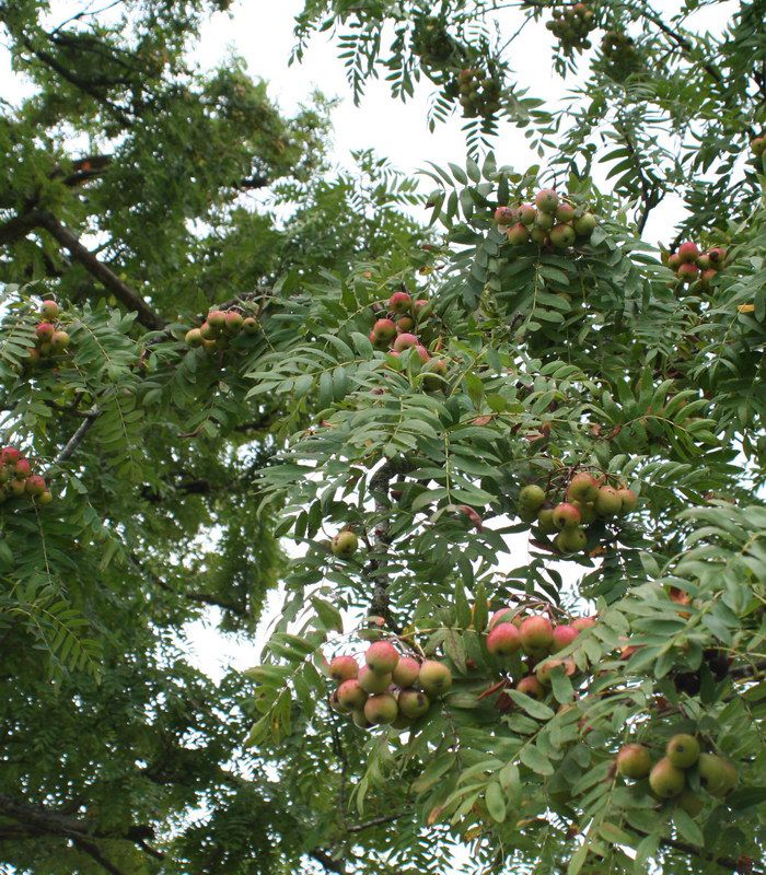SORBUS domestica / CORMIER
