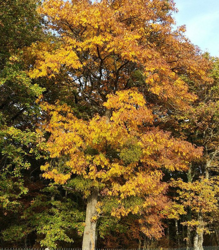 SORBUS domestica / CORMIER