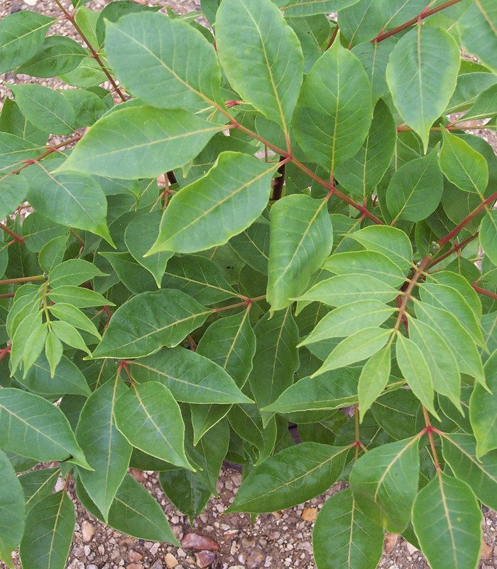 TETRADIUM danielli / ARBRE A MIEL
