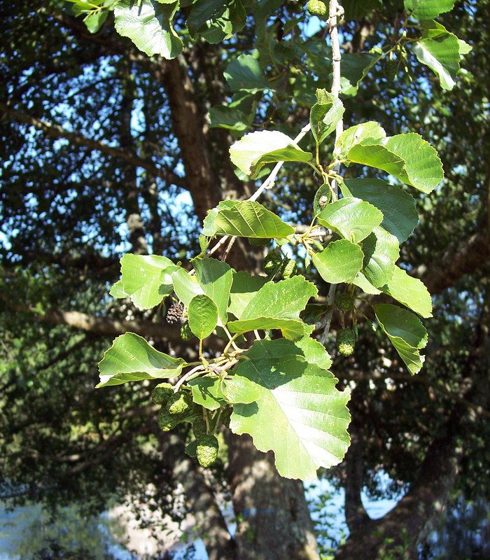 ALNUS glutinosa / AUNE COMMUN GLUTINEUX
