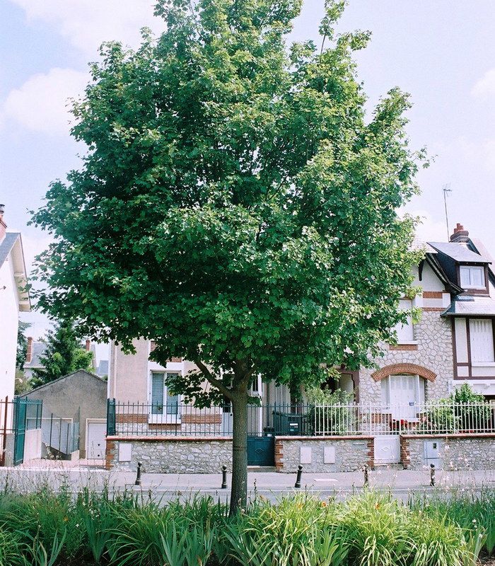 ACER campestre / ERABLE CHAMPETRE