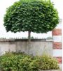 ACER platanoides Globosum / ERABLE BOULE