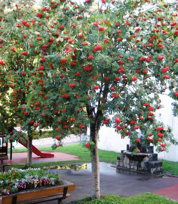 SORBUS aucuparia / SORBIER OISEAUX