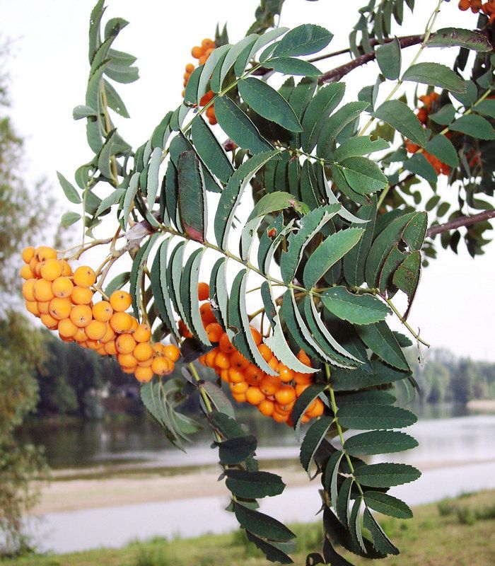 SORBUS aucuparia / SORBIER OISEAUX