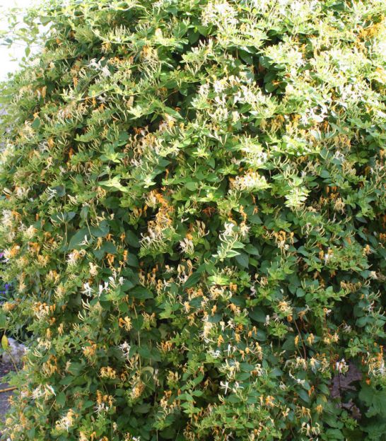 Plantes grimpantes - Chèvrefeuille - Pépinières Bauchery