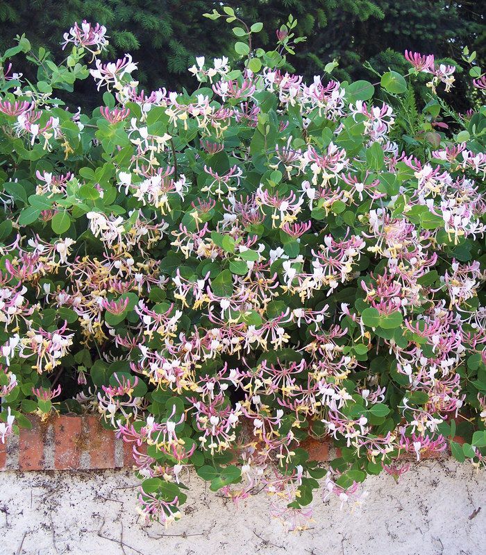 LONICERA heckrotii Goldflame / CHEVREFEUILLE HECKROTII GOLDFLAME