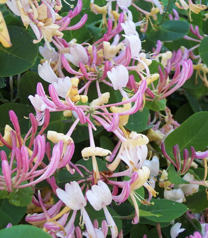 LONICERA heckrotii Goldflame / CHEVREFEUILLE HECKROTII GOLDFLAME