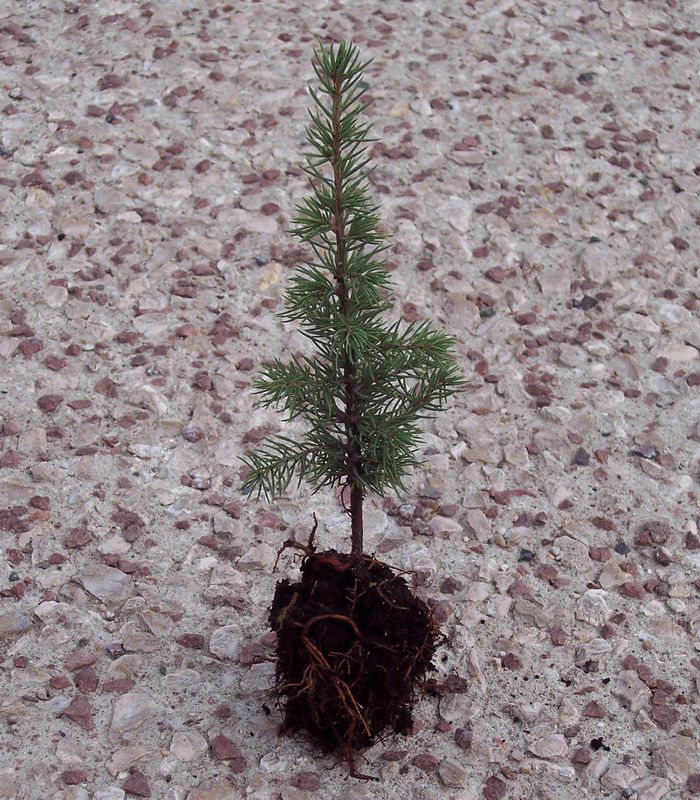 CEDRUS atlantica origine forestière