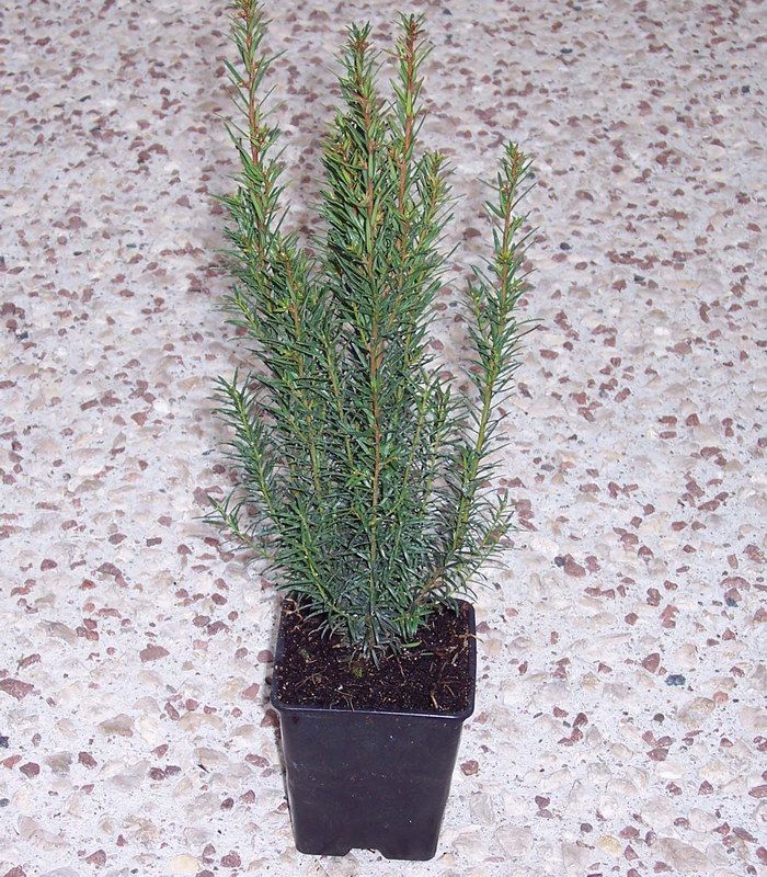 TAXUS baccata / IF COMMUM