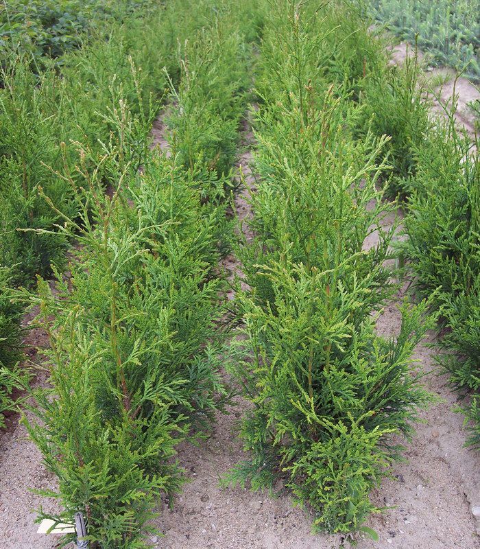 THUJA plicata / THUYA DE LOBB