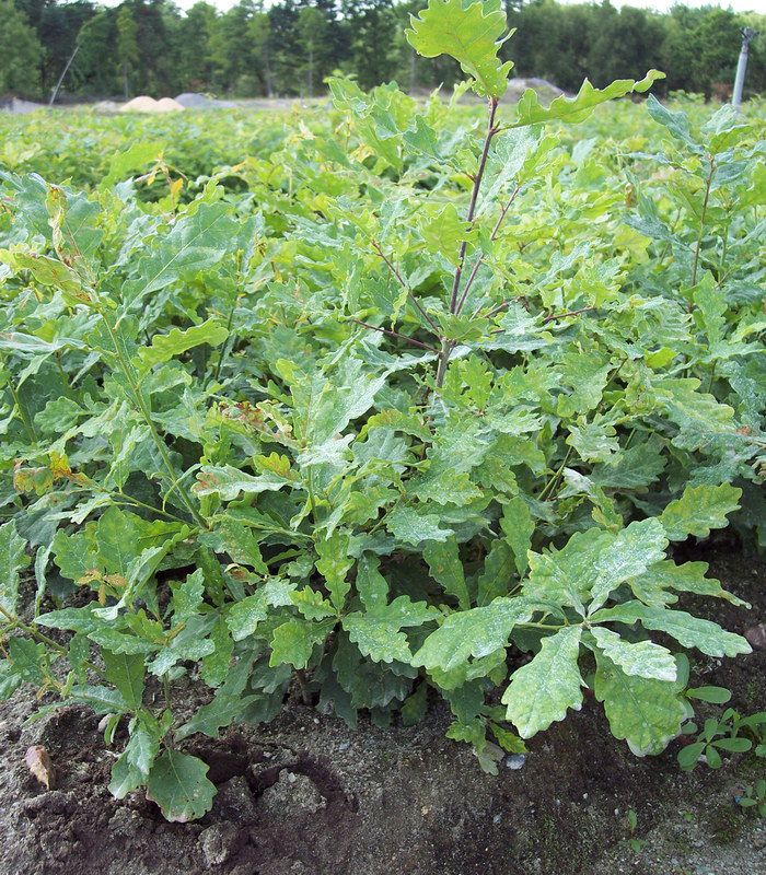 QUERCUS petraea Origine Forestière / CHENE ROUVRE, SESSILE