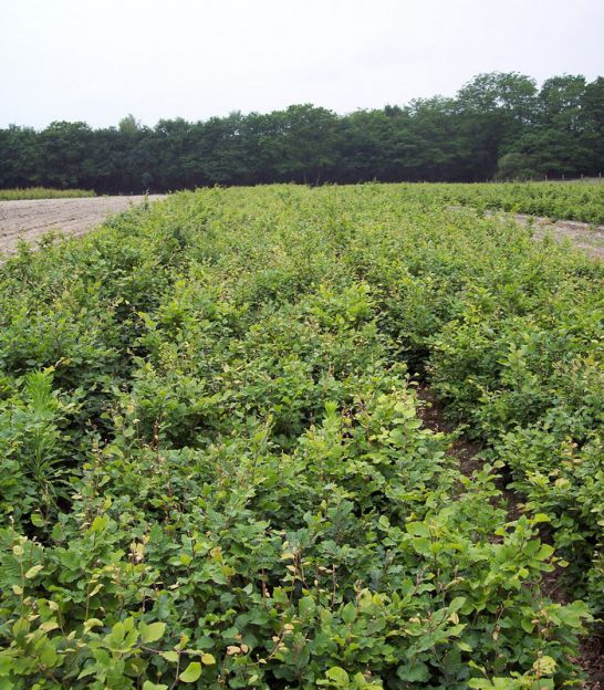 Plants forestiers - Pépinières Bauchery