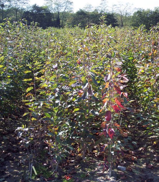Plants forestiers - Pépinières Bauchery