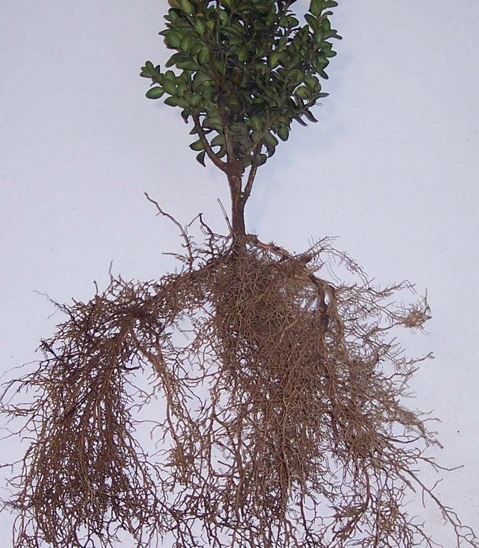 BUXUS sempervirens / BUIS COMMUN