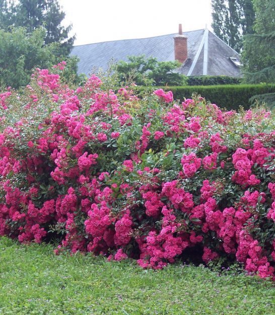 Rosiers buisson, massif, arbustifs, rampants, grimpants - Pépinières ...