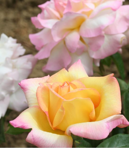 Rosiers tiges - Pépinières Bauchery