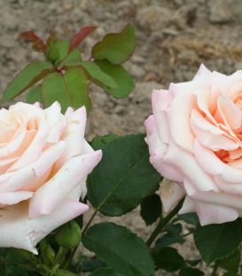 Rosier Buisson Paul Ricard®